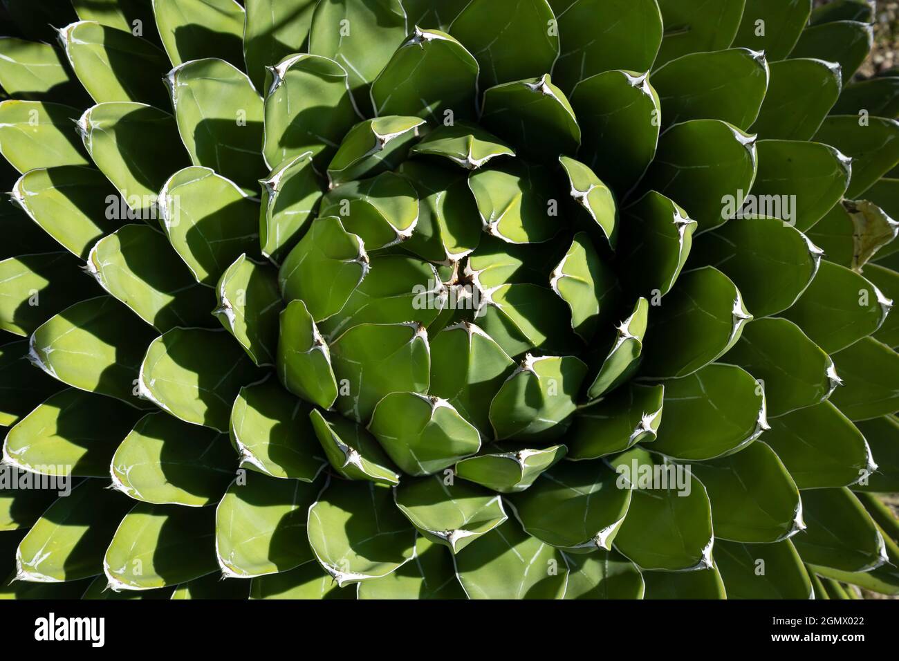 Exemplary plant of the species, Queen Victoria agave, or royal agave ...