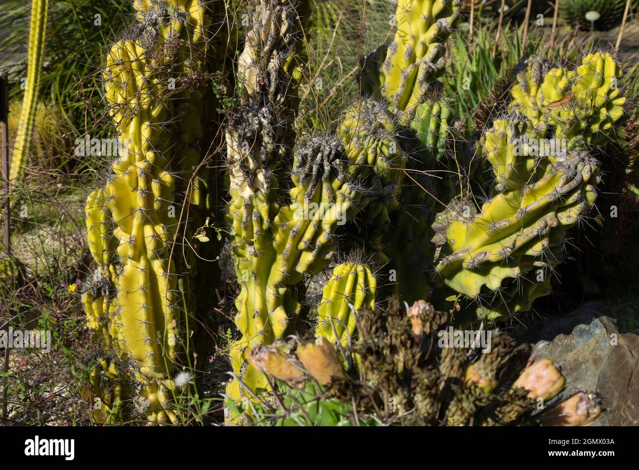 Exemplary plant of the species, Cereus jamacaru, or mandacaru, full of ...