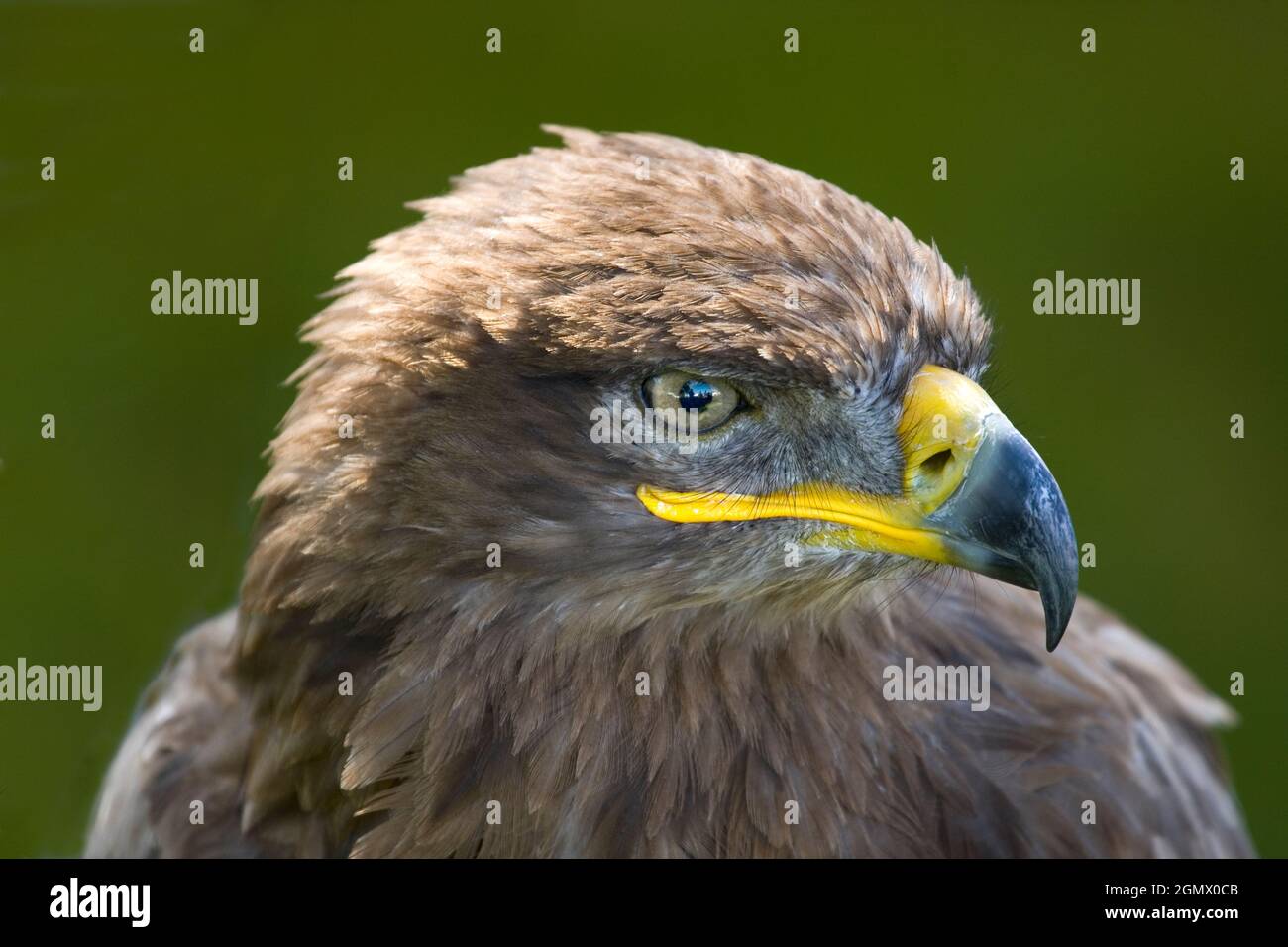 Frilford, Oxfordshire, United Kingdom - 2013; Magnificent head of a ...