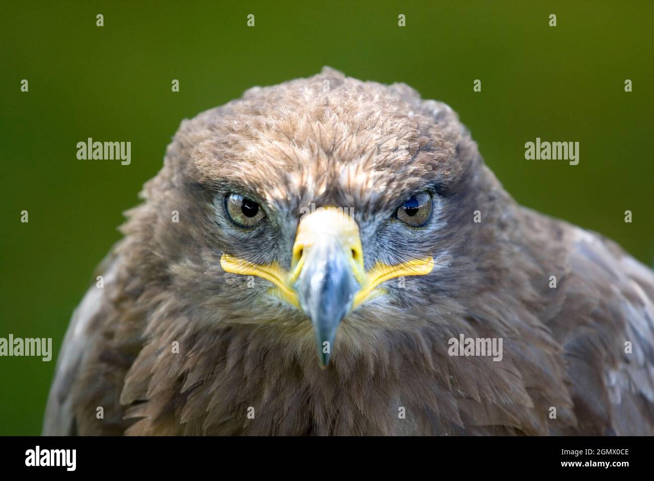 Frilford, Oxfordshire, United Kingdom - 2013; Magnificent head of a ...