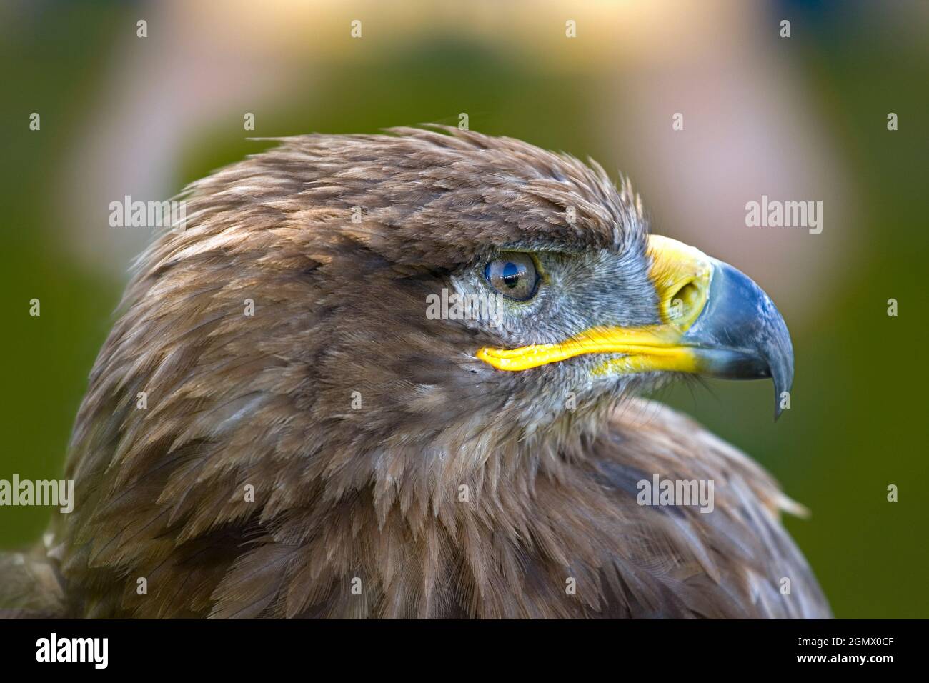 Frilford, Oxfordshire, United Kingdom - 2013; Magnificent head of a ...