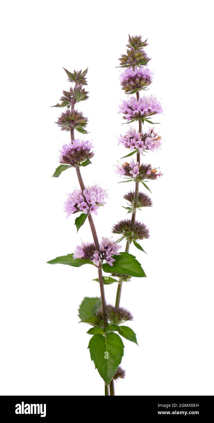 Peppermint flowers isolated on white background. Mint branch. Herbal ...