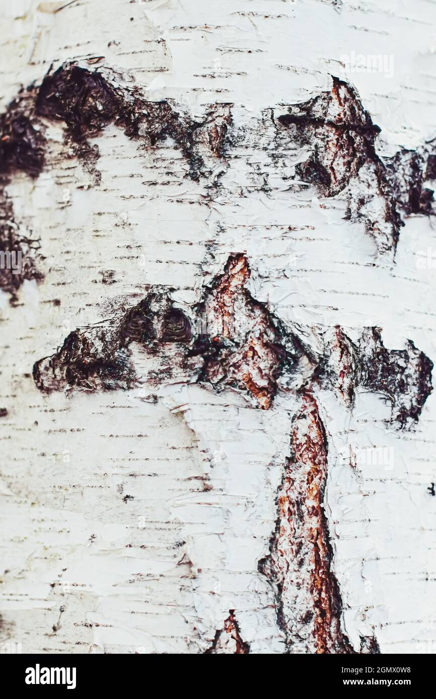 Natural wood, birch tree texture as wooden background, environment and ...