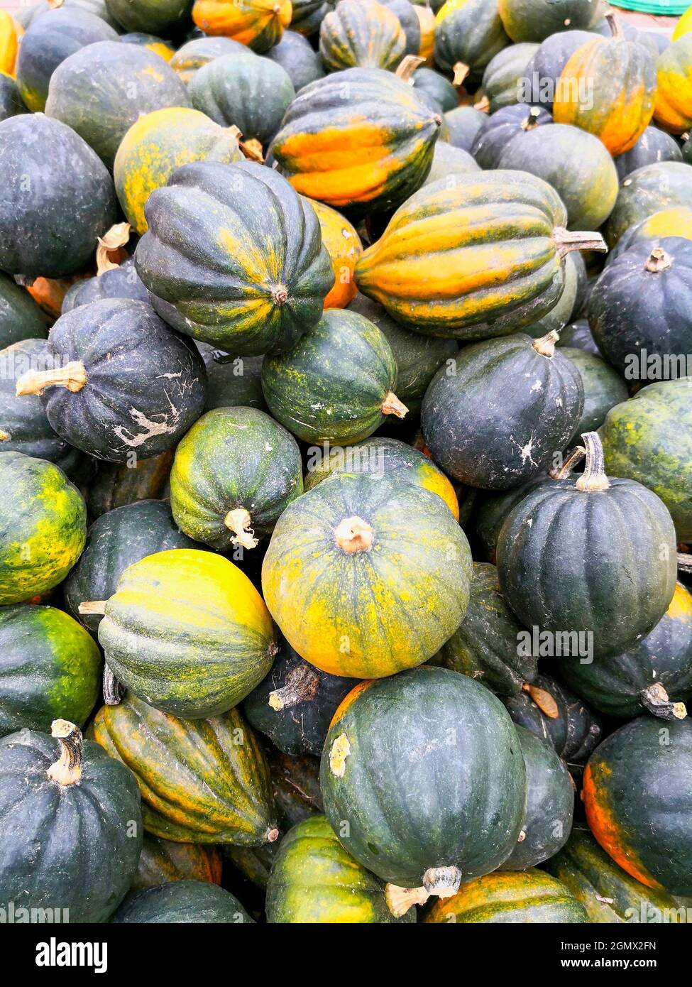 Pile of recently harvested green and orange acorn squash Stock Photo ...