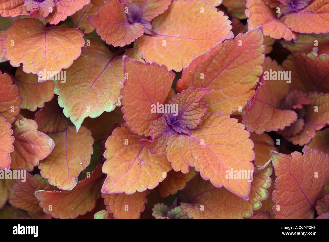 Bright orange coleus plant growing in the sunny summer garden Stock ...