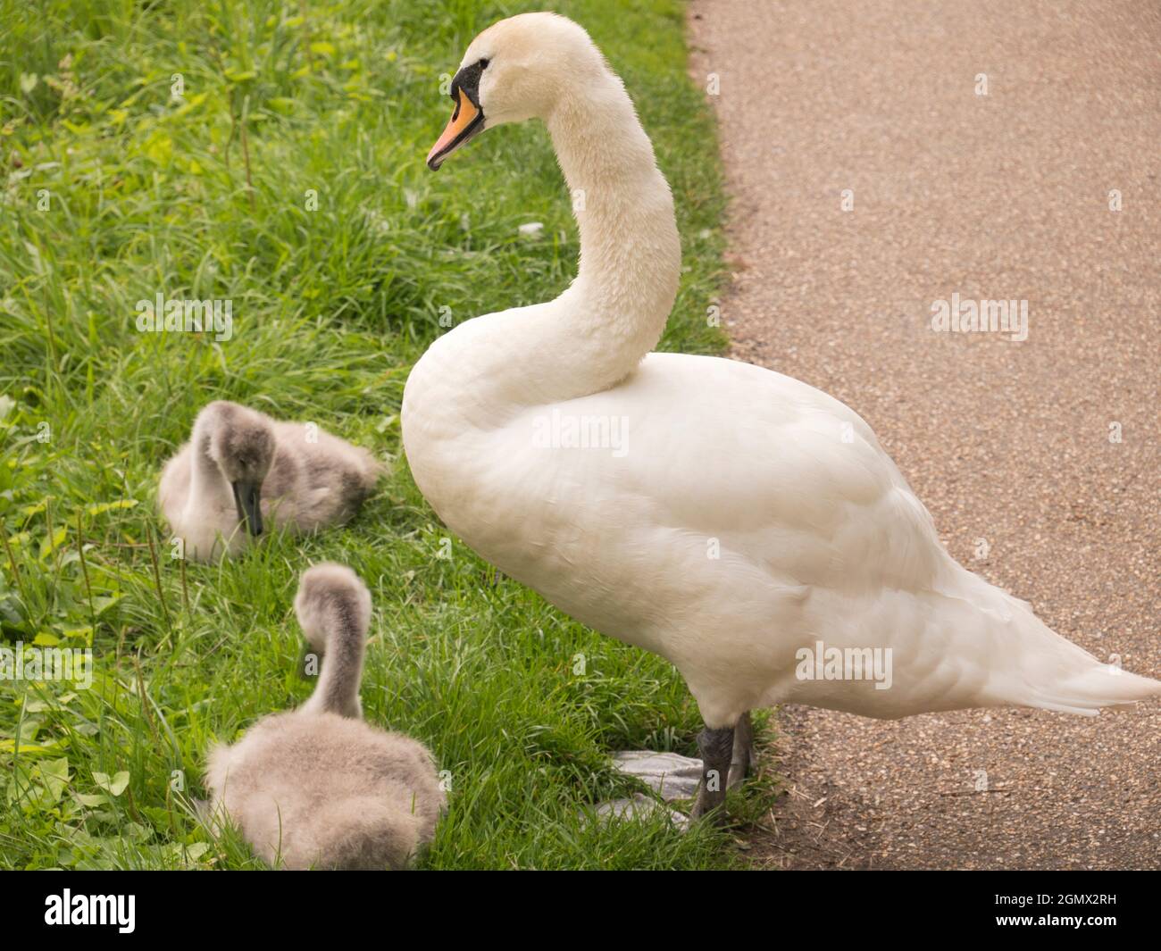 Abingdon, England - 10 July 2019 A family of swans is feeding in the ...