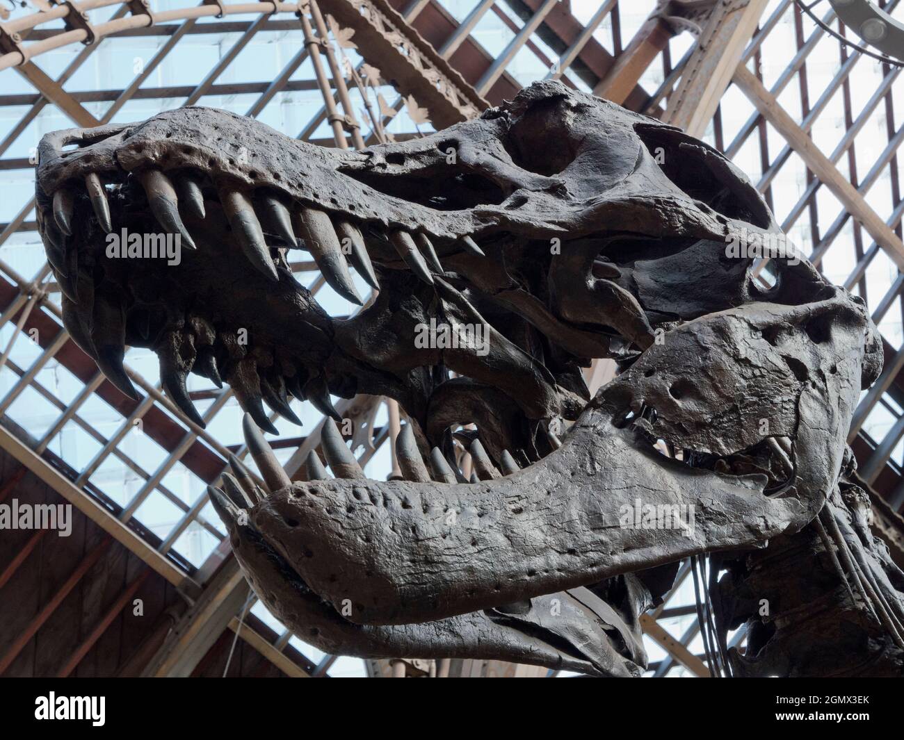 Dinosaur skin fossils hi-res stock photography and images - Alamy