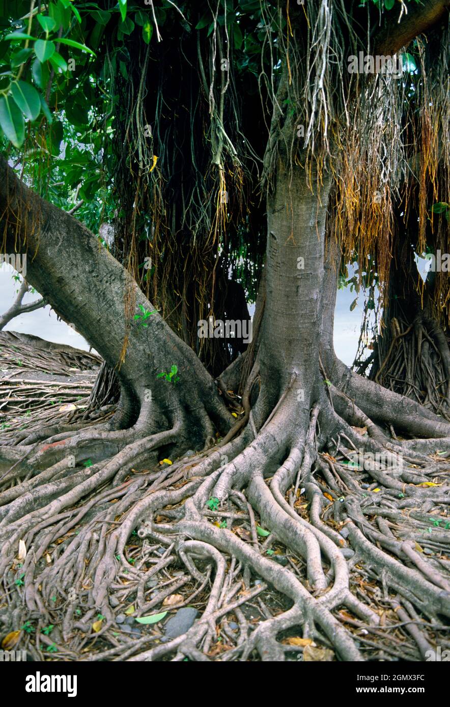 Tahiti, French Polynesia - March 1984; . This Ficus (Fig) tree is a ...