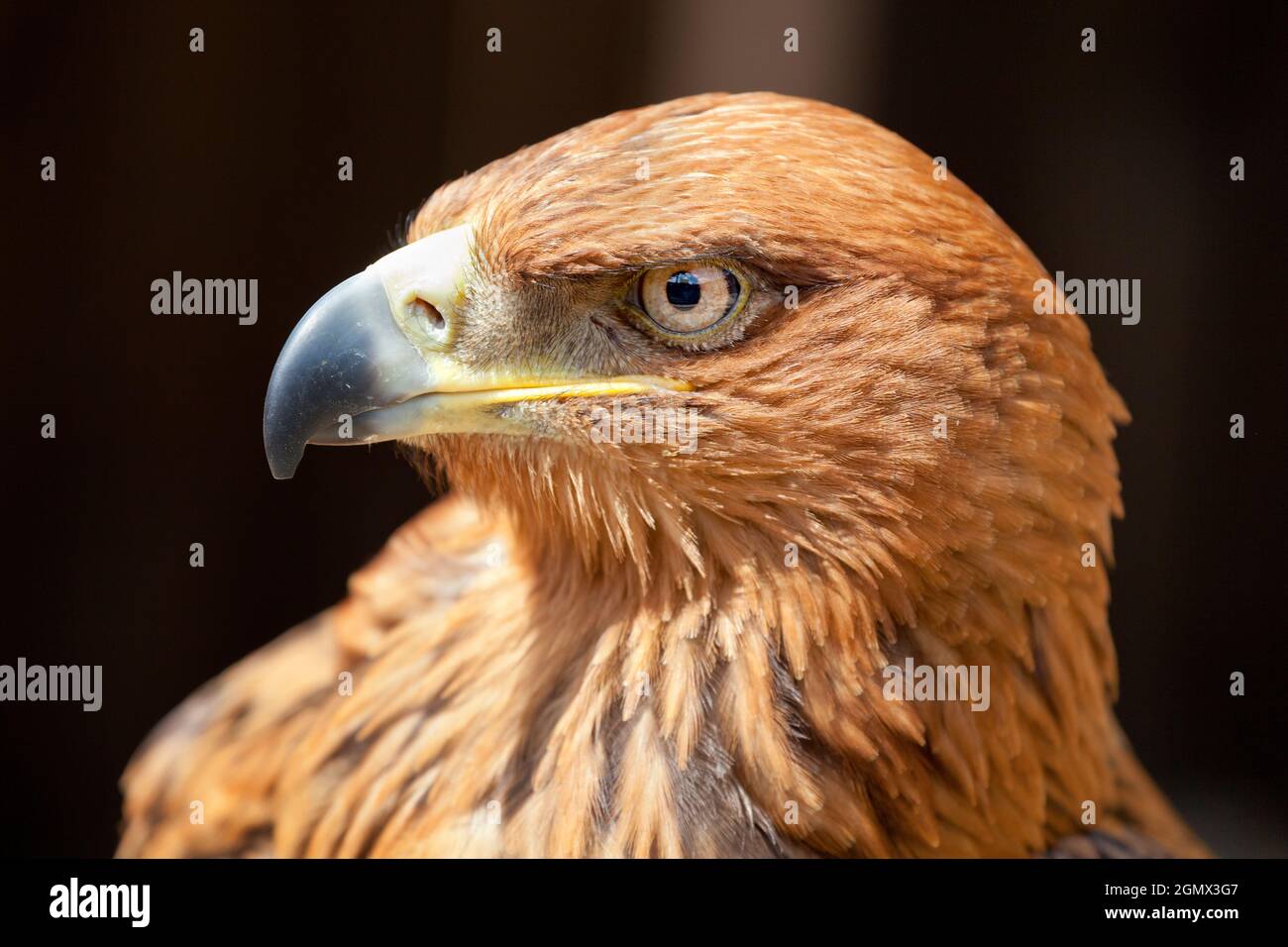 Frilford, Oxfordshire, United Kingdom - 2013; Magnificent head of a ...