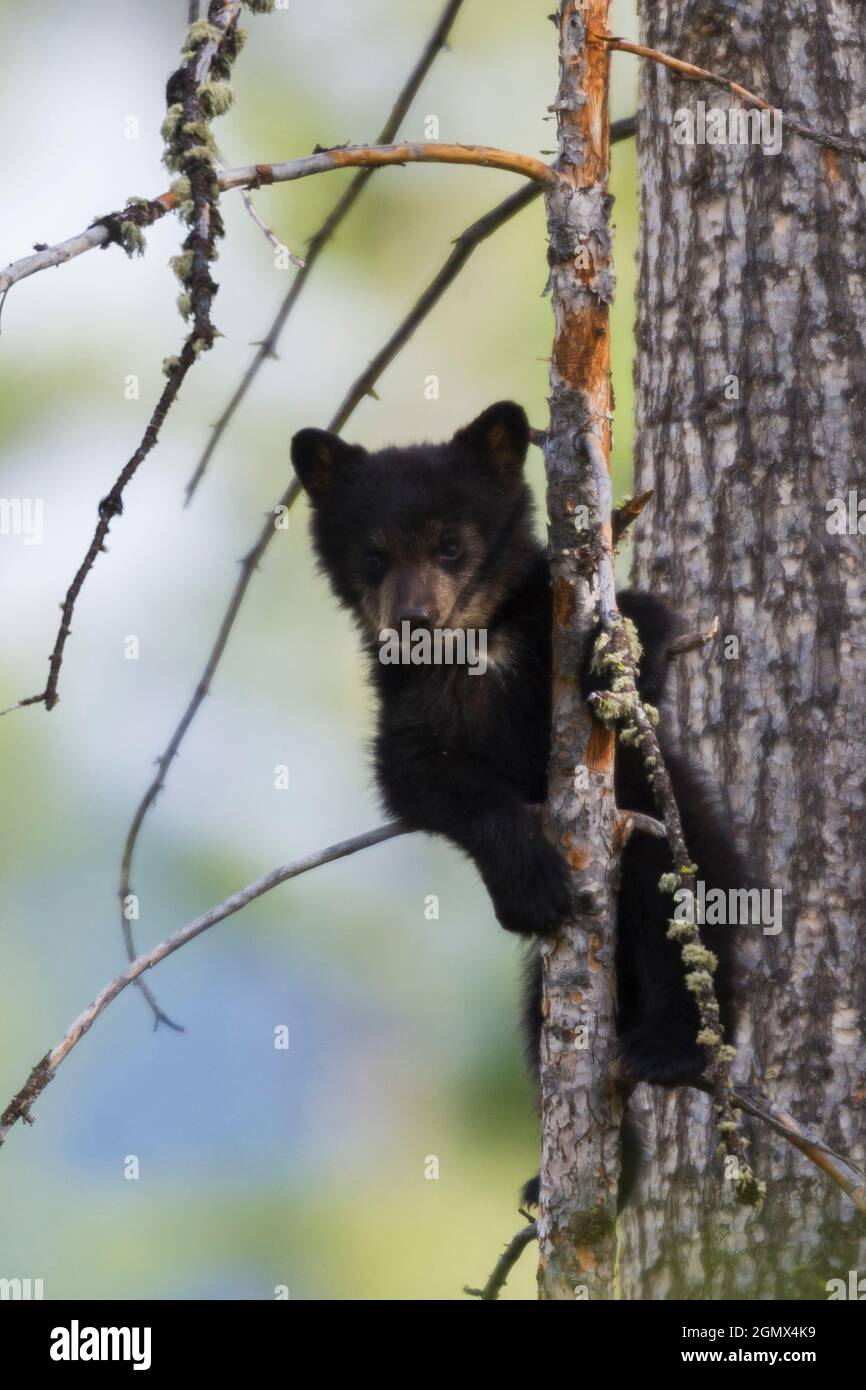 Black Bear Cub Climbing Stock Photo - Alamy