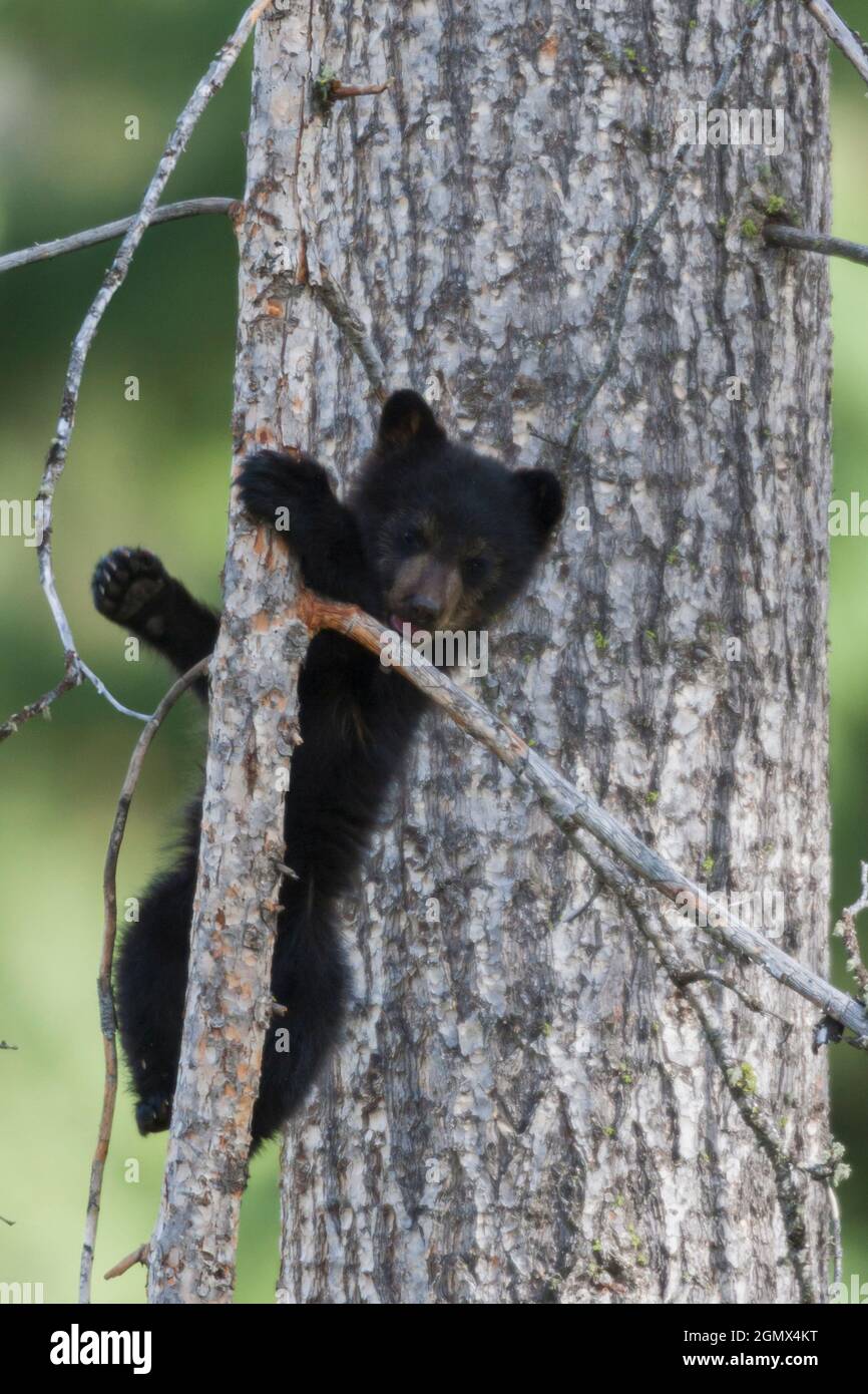 Black Bear Cub Exploring Stock Photo - Alamy