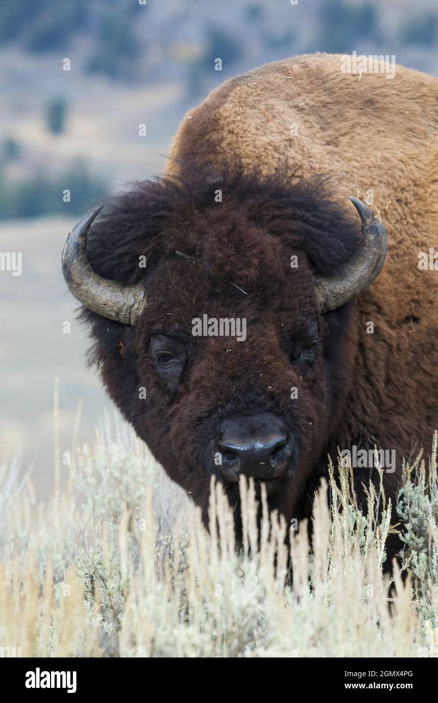 Big Bison Bull Stock Photo - Alamy