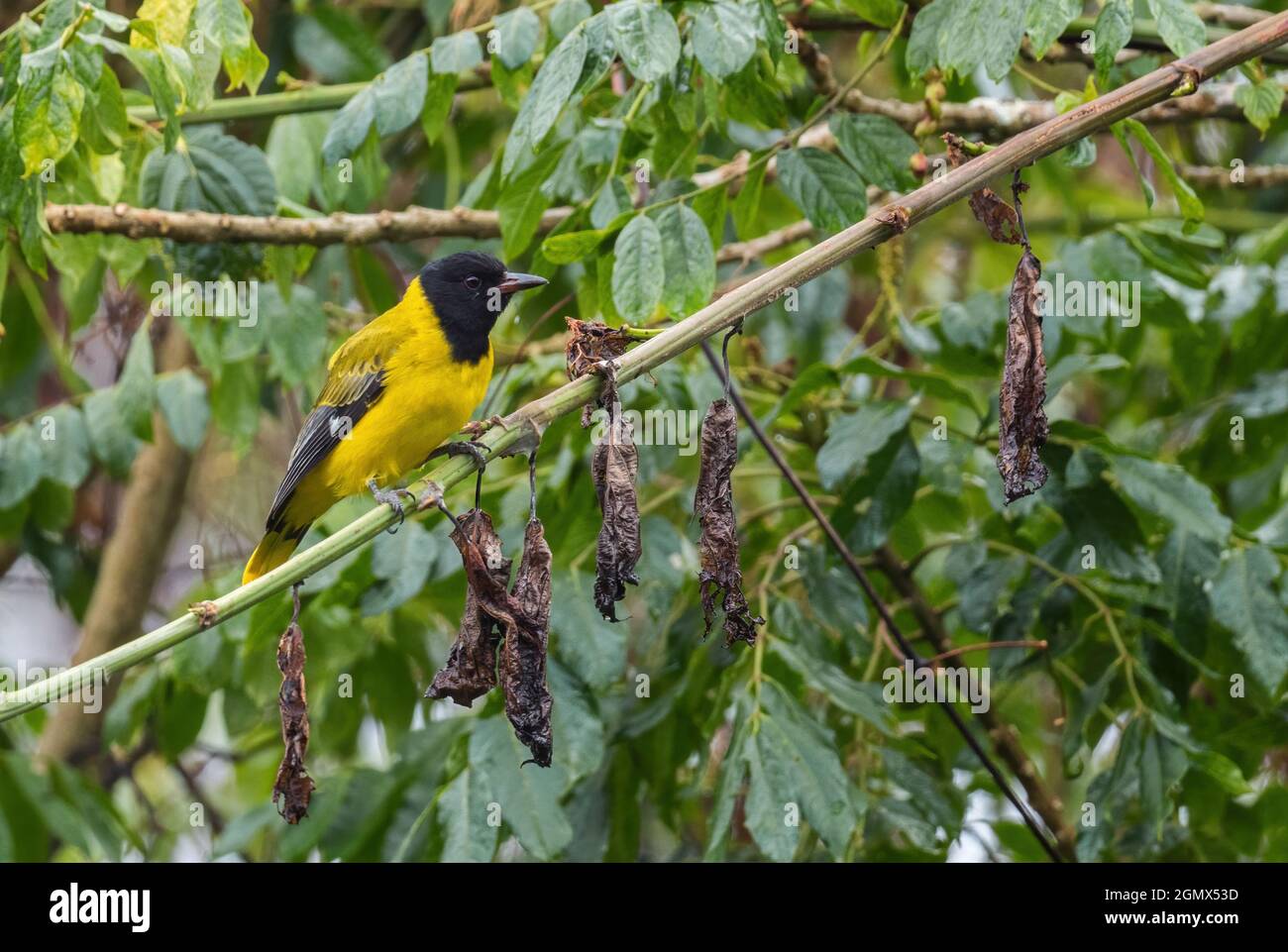 Dark-headed Oriole - Oriolus monacha, beautiful black and yellow oriole ...