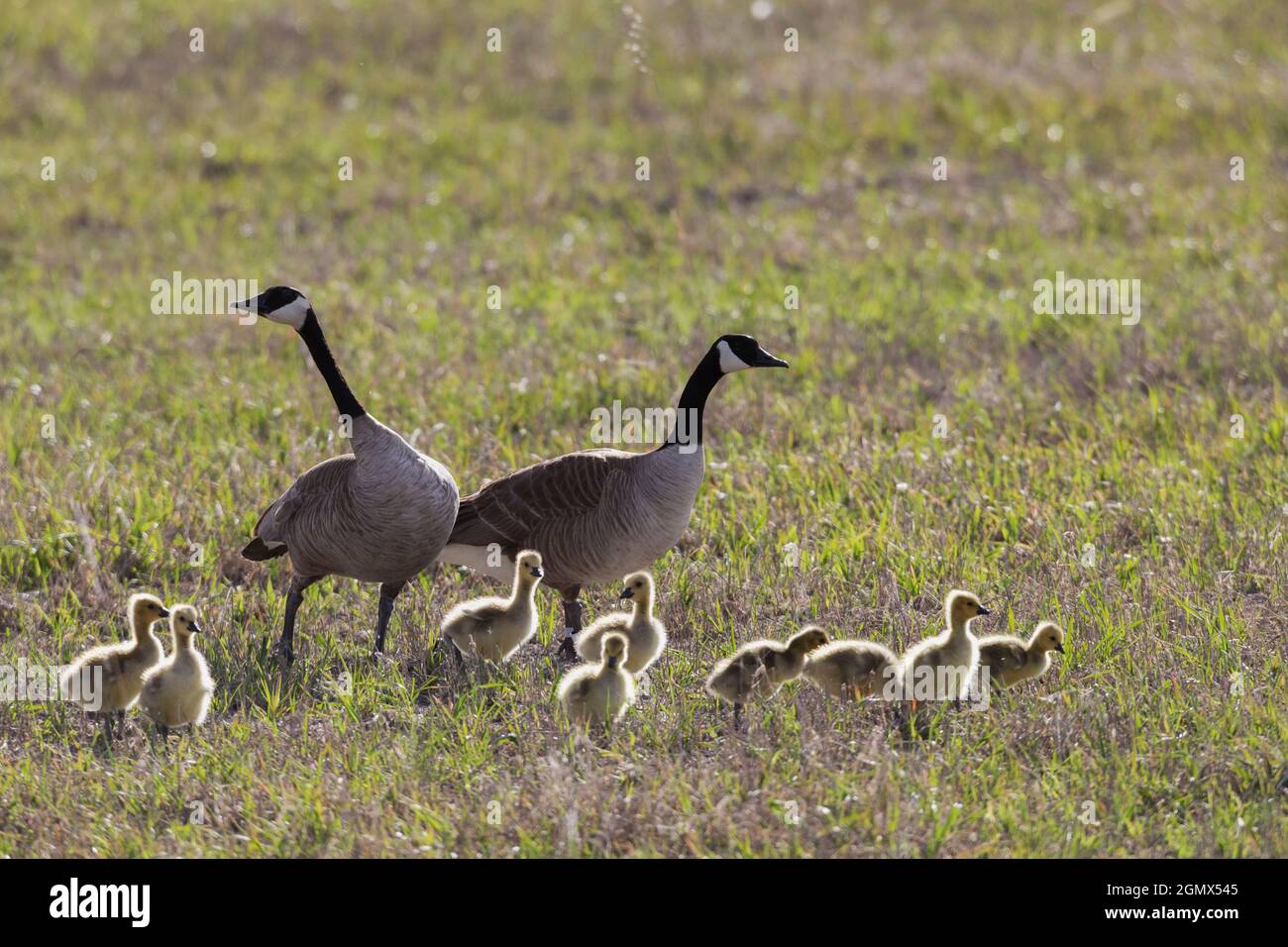 Geese family hi-res stock photography and images - Alamy