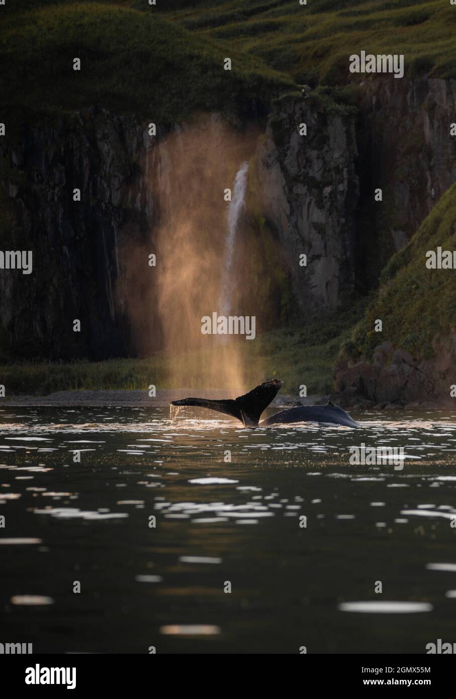 The mist left behind by the whales caught the sunlight. ALASKA, USA: In ...