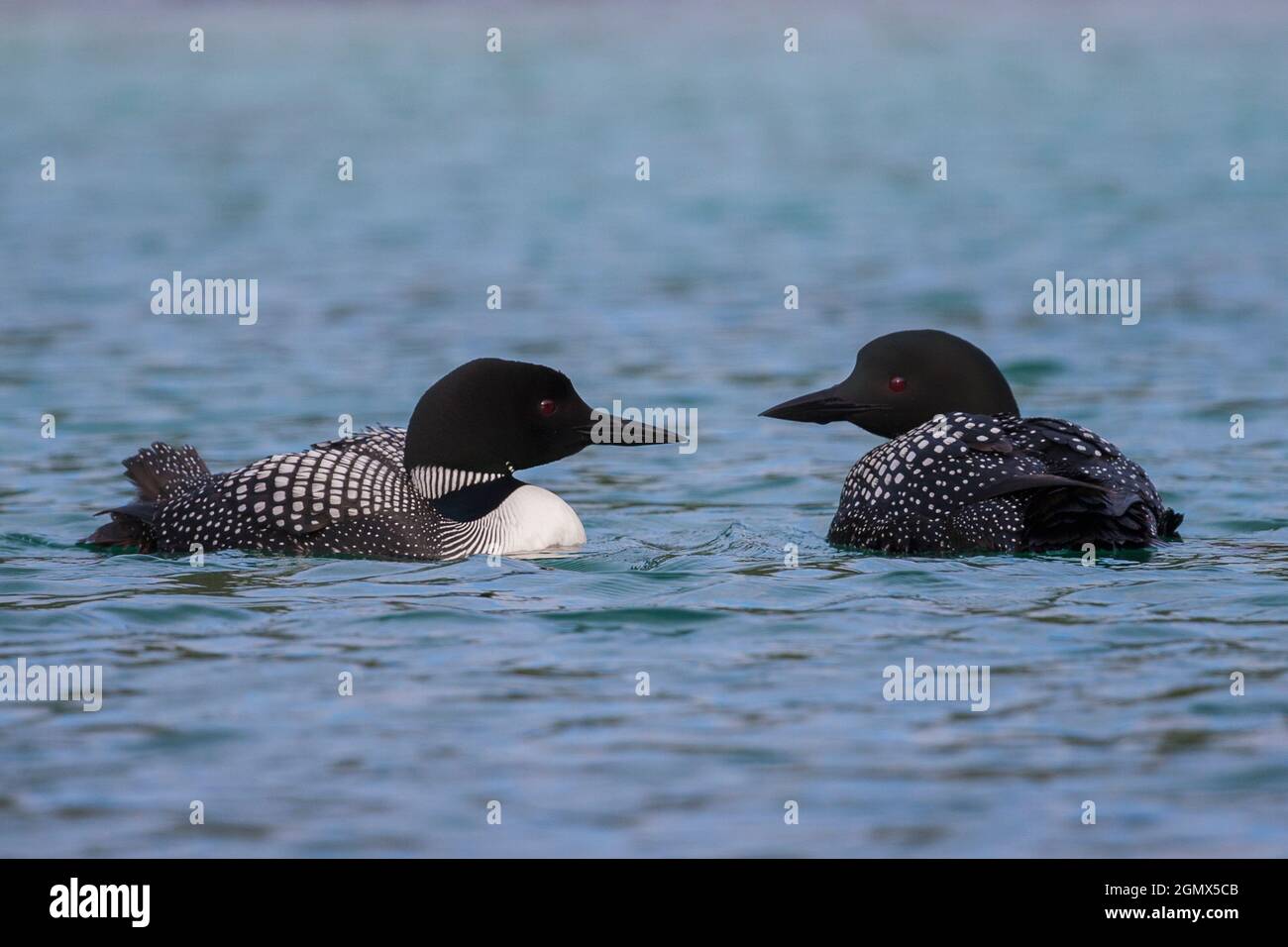 Common Loon Pair Stock Photo - Alamy