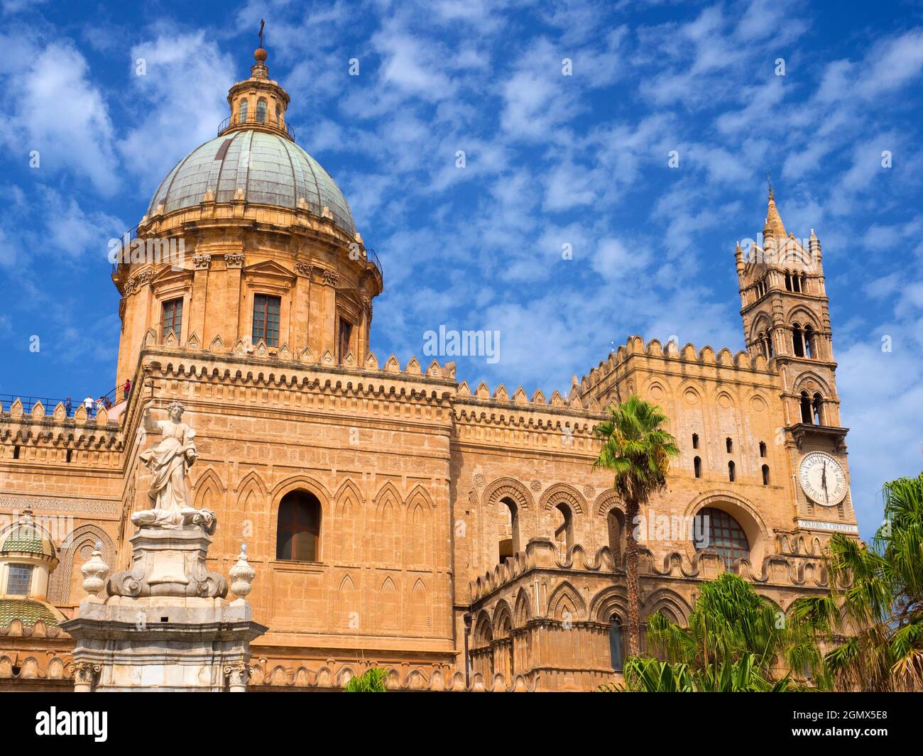 Sprawling palm tree hi-res stock photography and images - Alamy