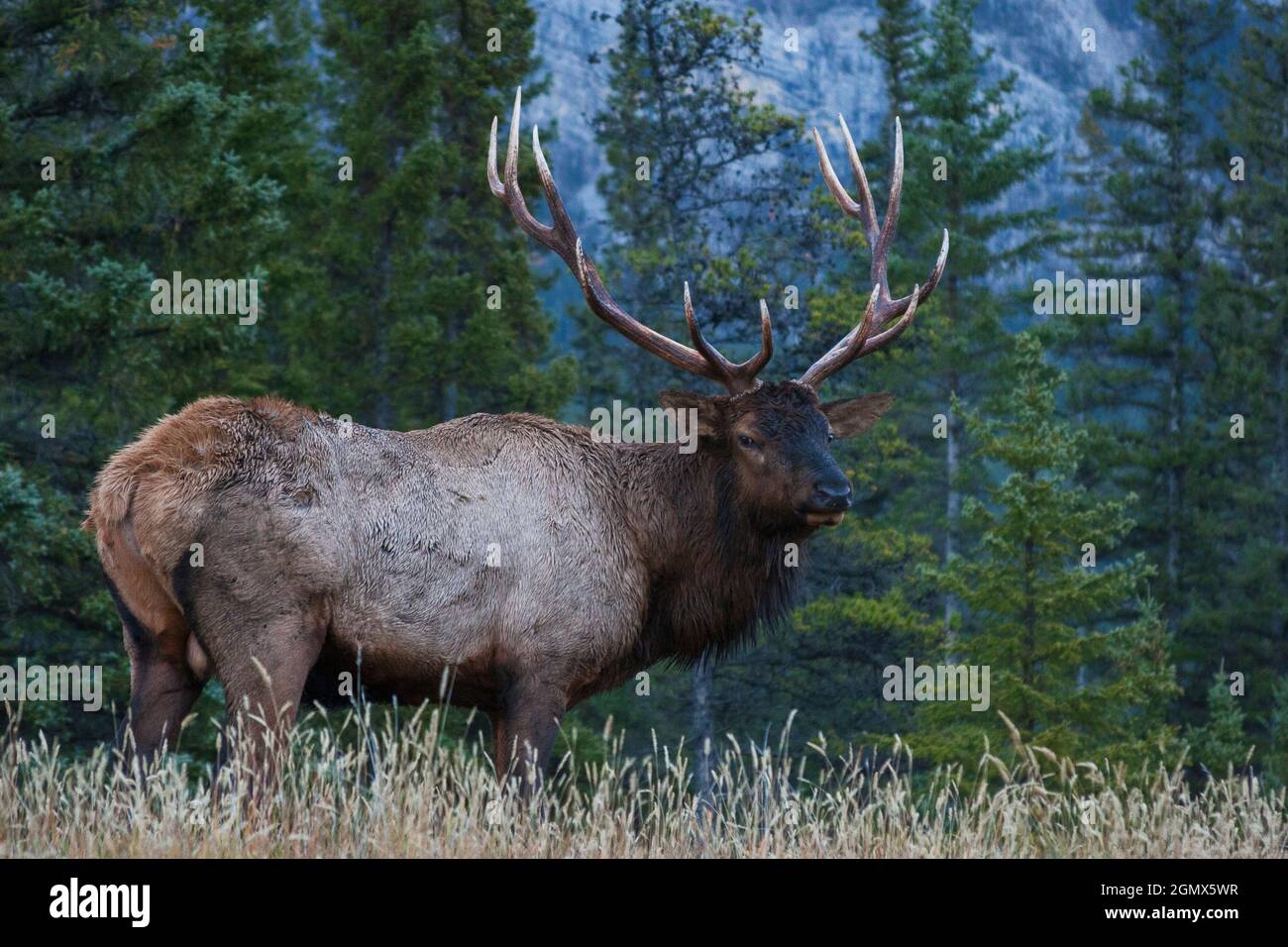 Rocky Mountain Bull Elk Stock Photo - Alamy
