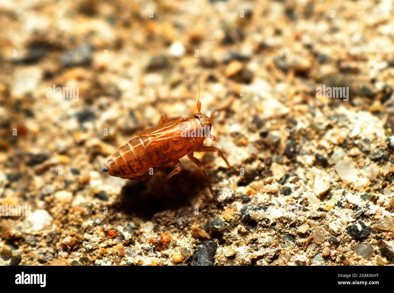 Juvenile leaf hopper Stock Photo - Alamy