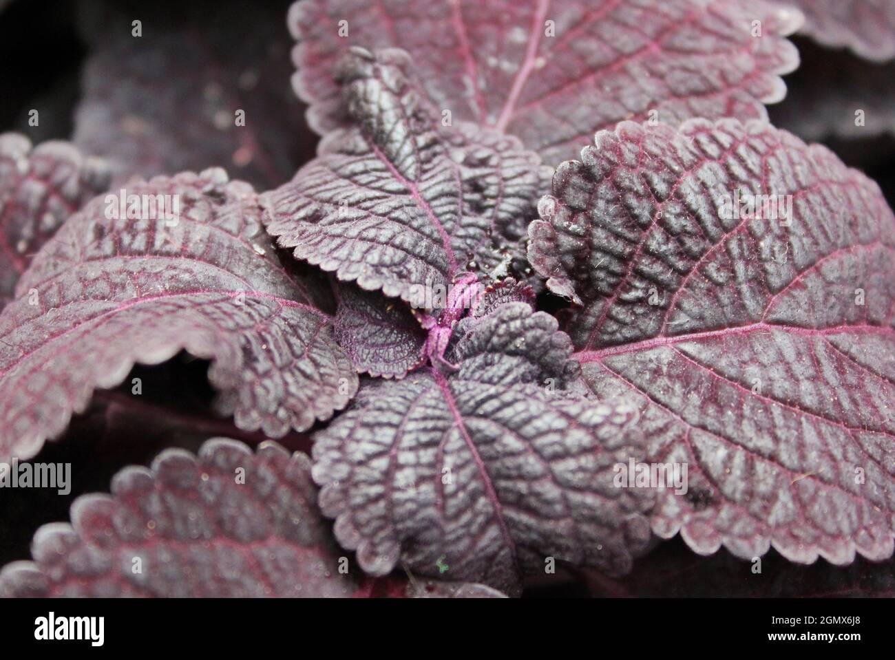 Bright purple coleus plant growing in the sunny summer garden Stock ...