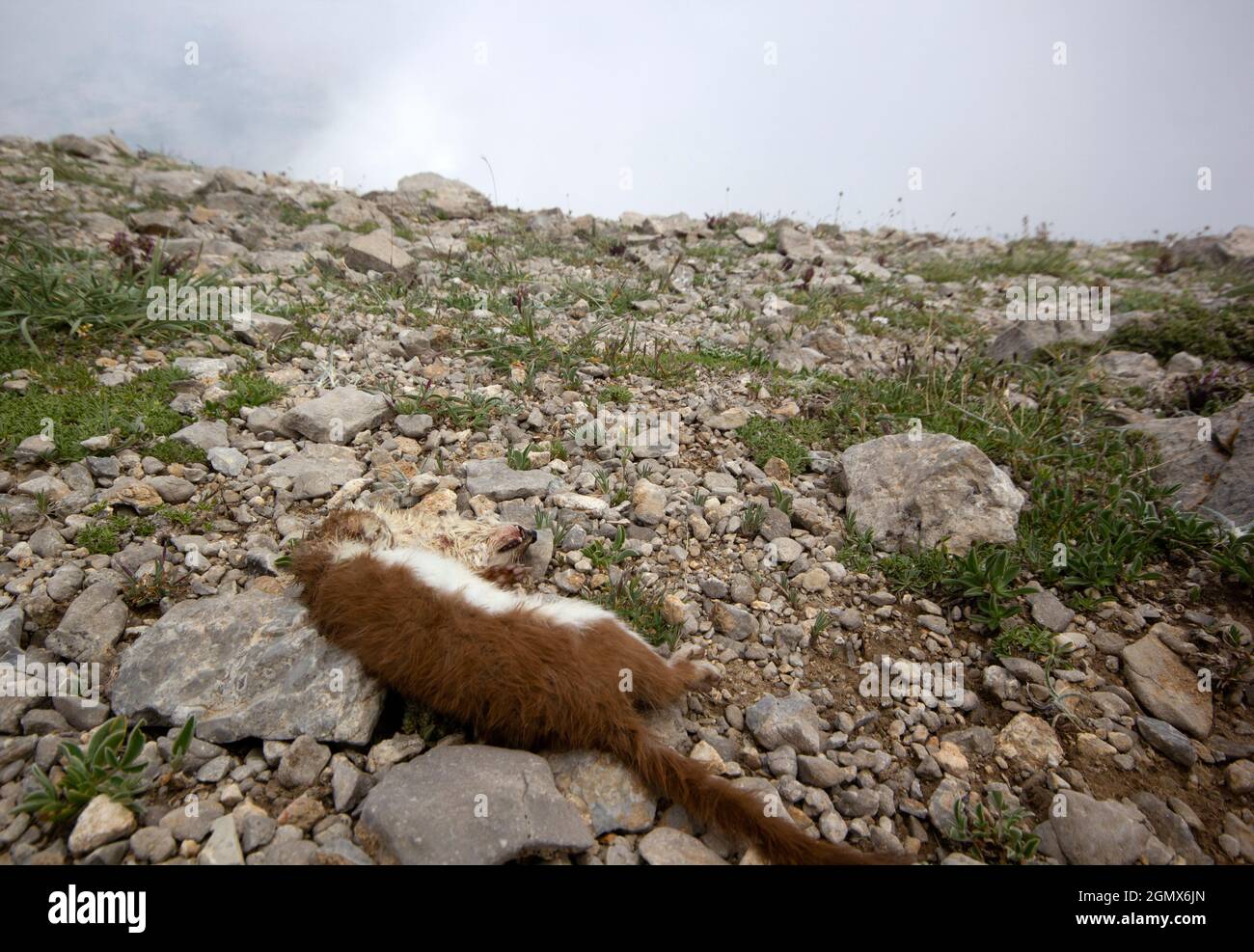 fox dead on mountain slopes Stock Photo - Alamy