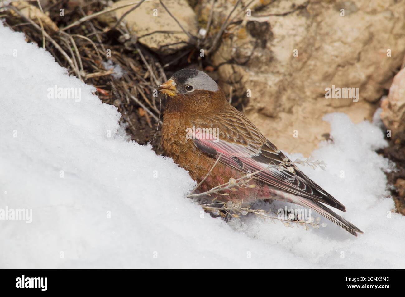 Gray-crowned Rosy Finch, winter survivor Stock Photo - Alamy