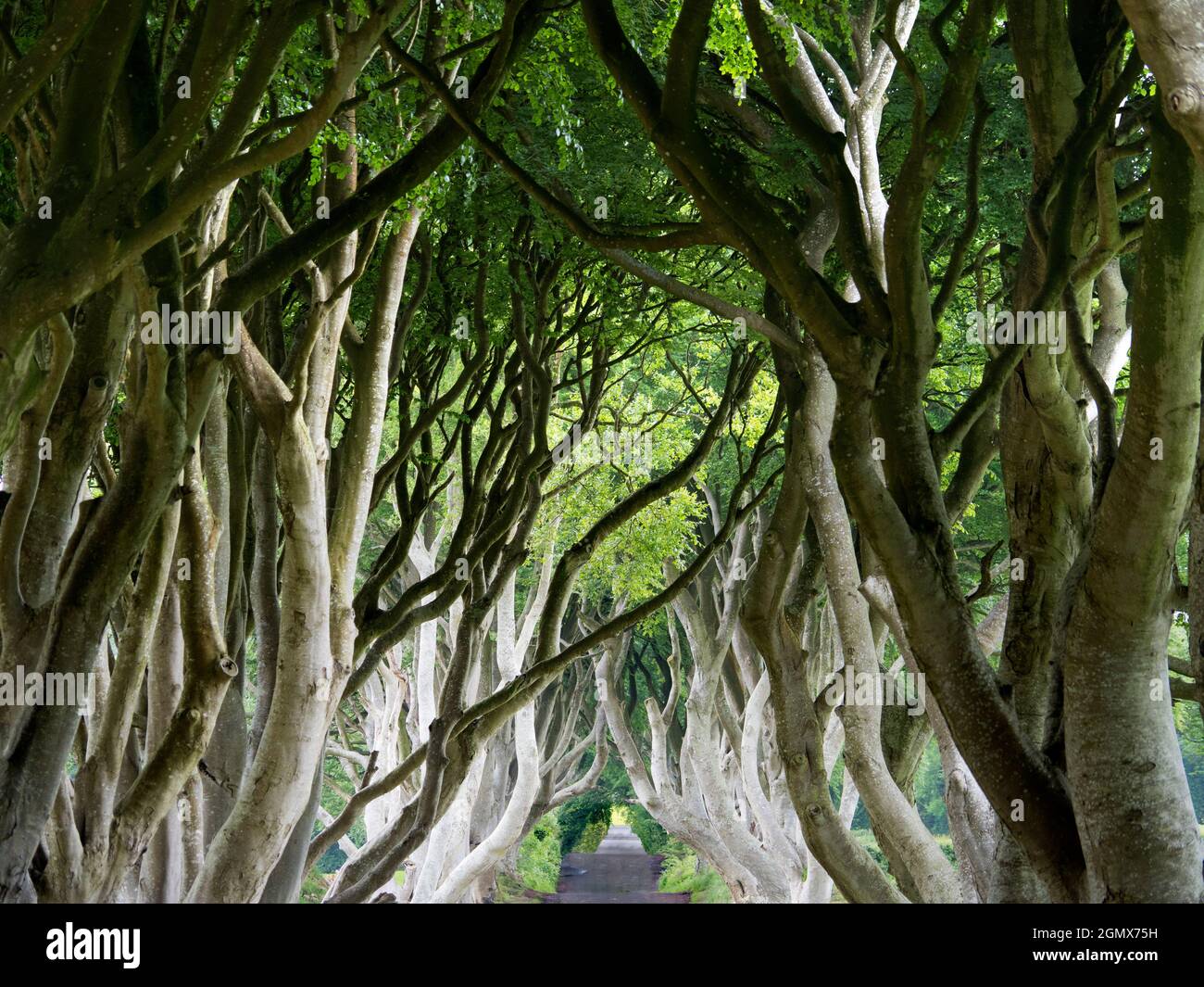 The Dark Hedges is a beautiful and mysterious avenue of beech trees in ...