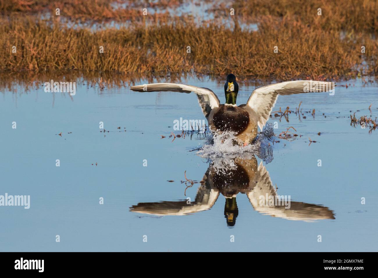 Mallard Drake Alighting Stock Photo - Alamy