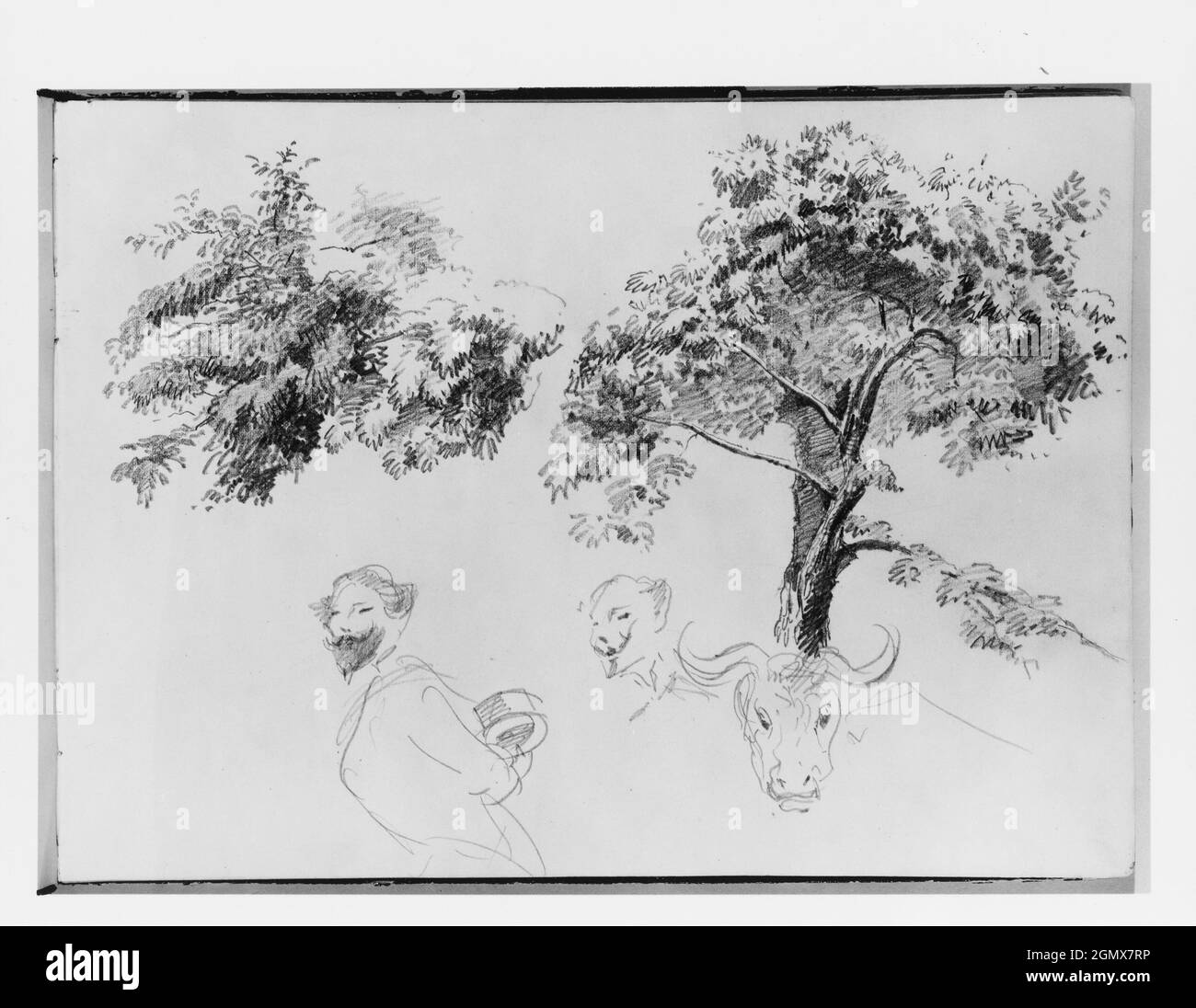 Bull head drawing hi-res stock photography and images - Alamy