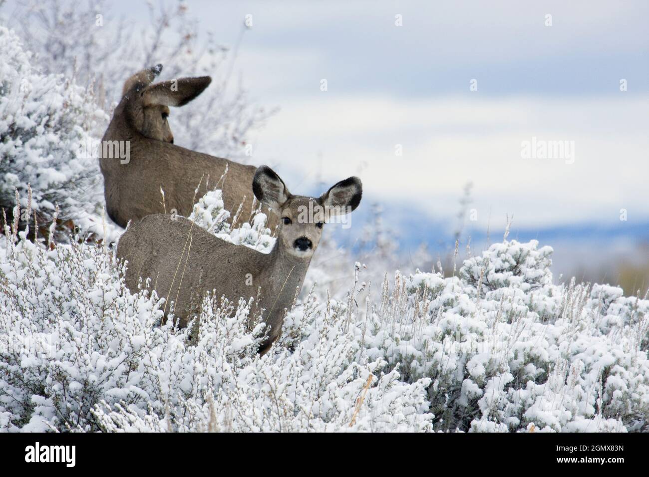 Young Mule Deer, first snow Stock Photo - Alamy