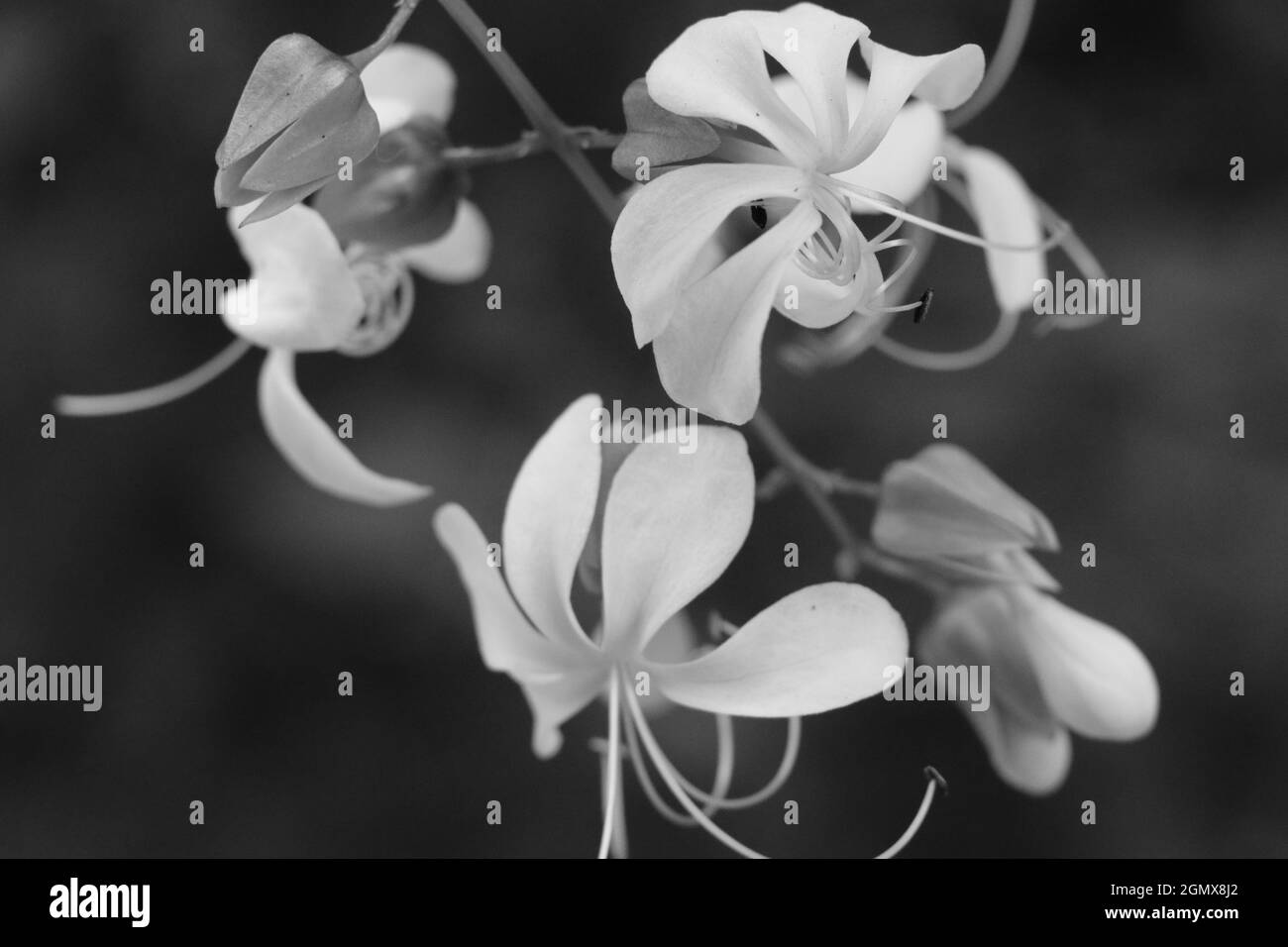 Natural flowers background vector Black and White Stock Photos & Images ...