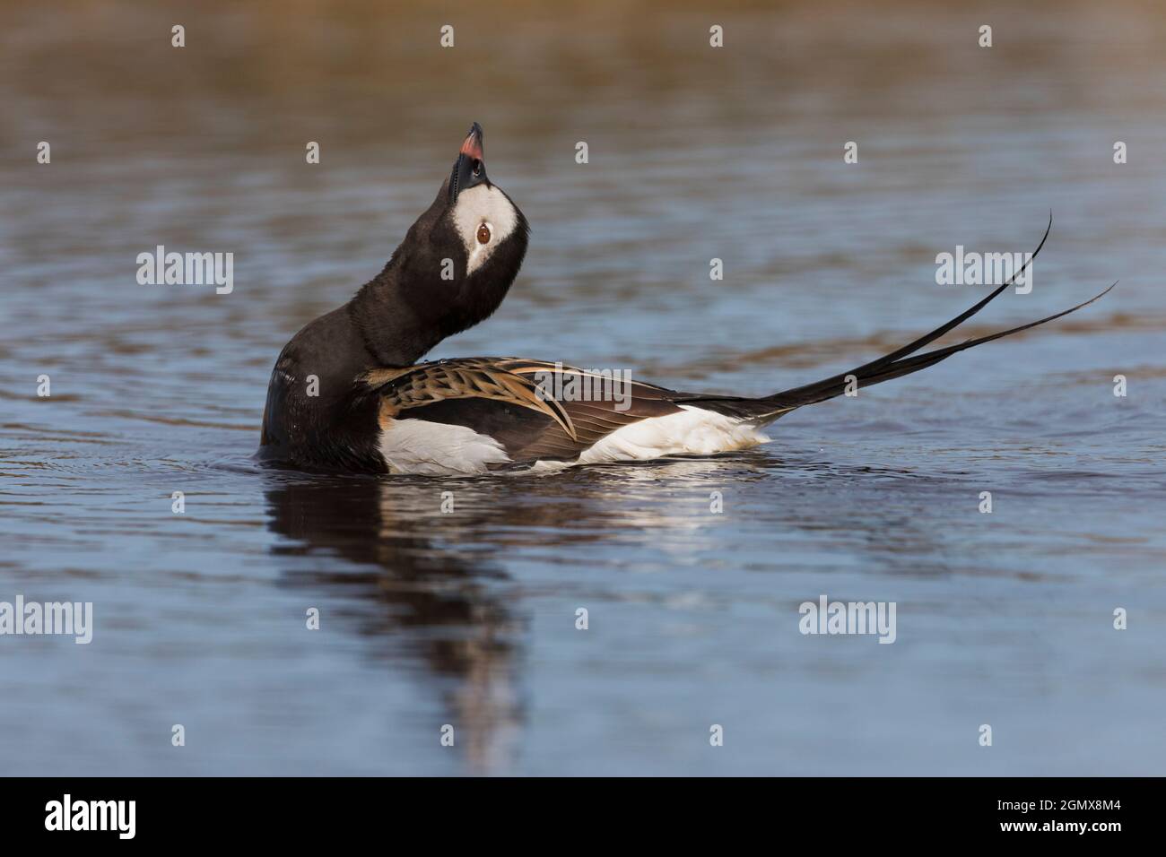 Long-tailed Drake, Dominance Display Stock Photo - Alamy