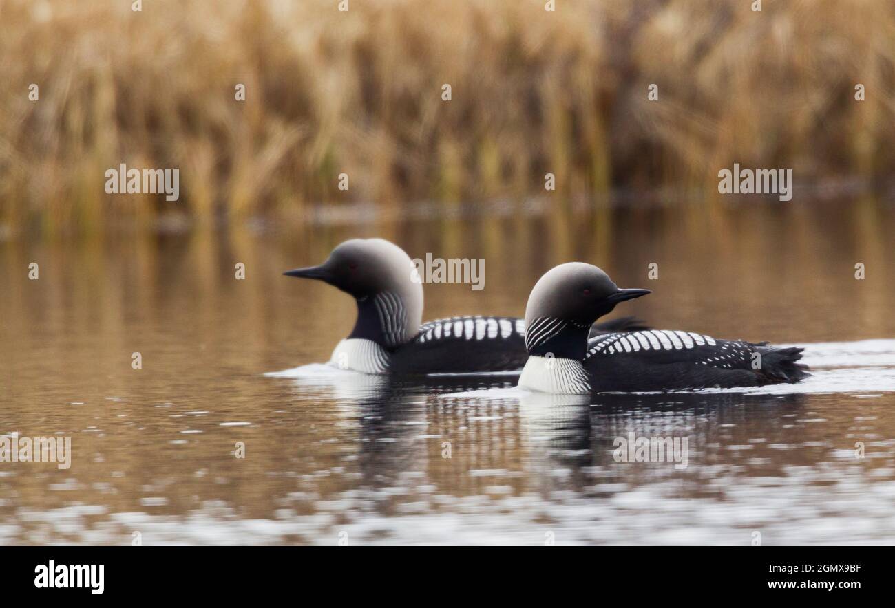 Pacific Loon Pair Stock Photo - Alamy