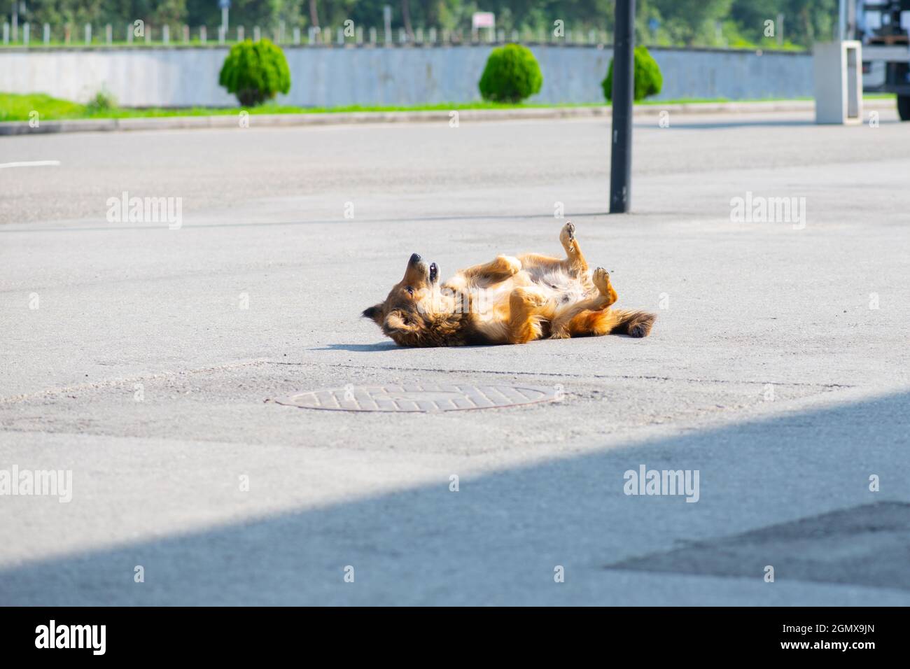 bright red dog lying on the sidewalk Stock Photo - Alamy