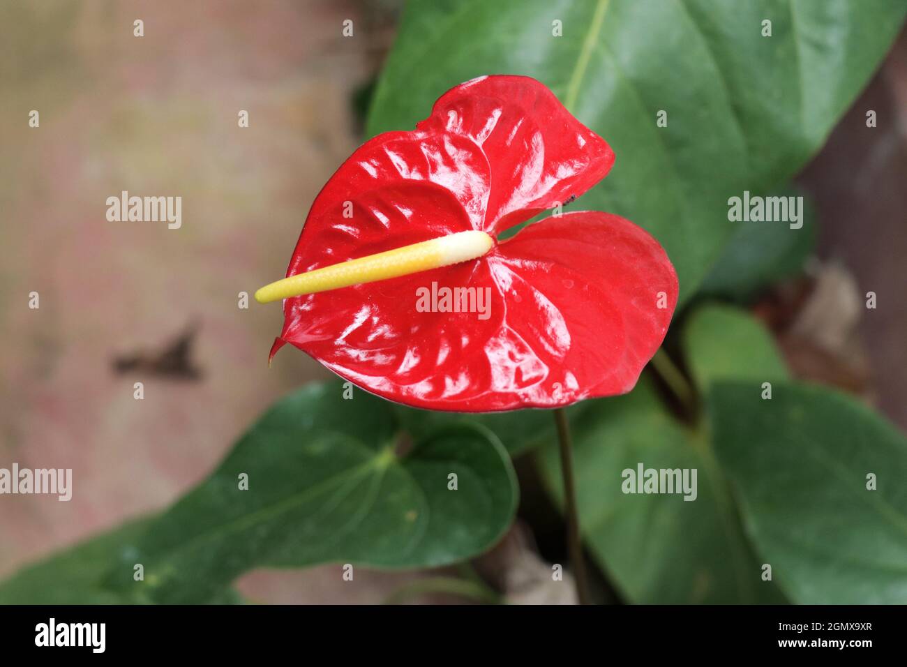 Pink anthurium flower spadix hi-res stock photography and images - Alamy