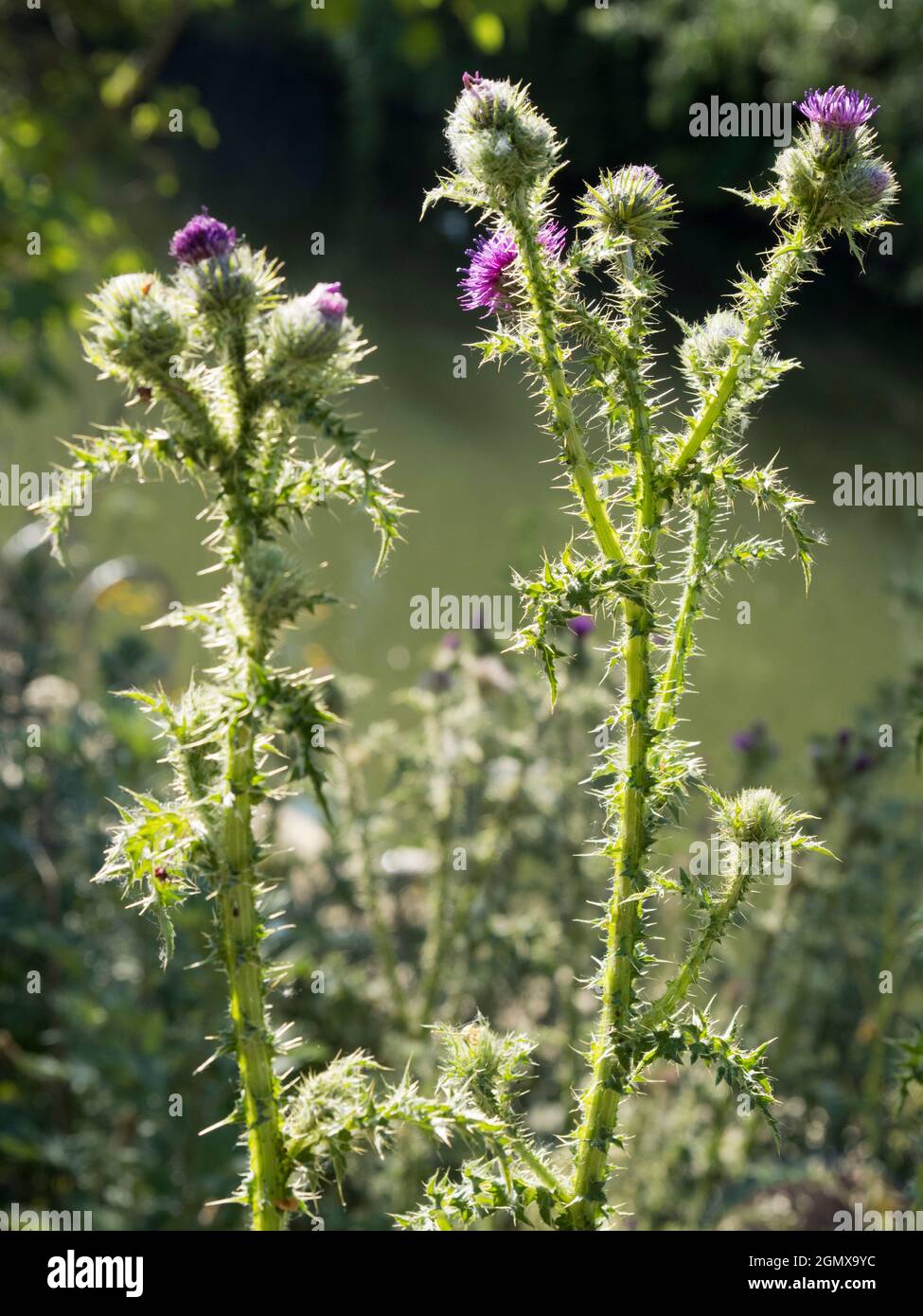 Culham, Oxfordshire, England - 30 May 2020; no people in view. I ...