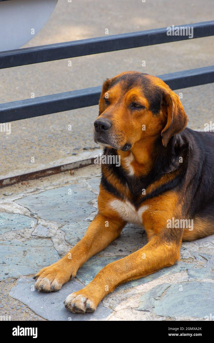 Big dog breed hi-res stock photography and images - Alamy