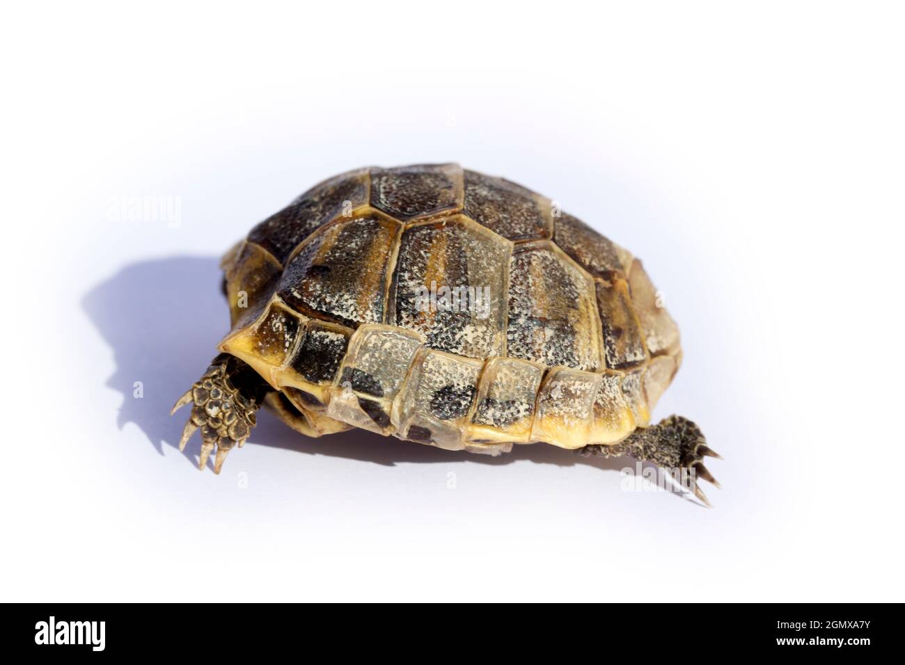 dead turtle on a white background Stock Photo - Alamy