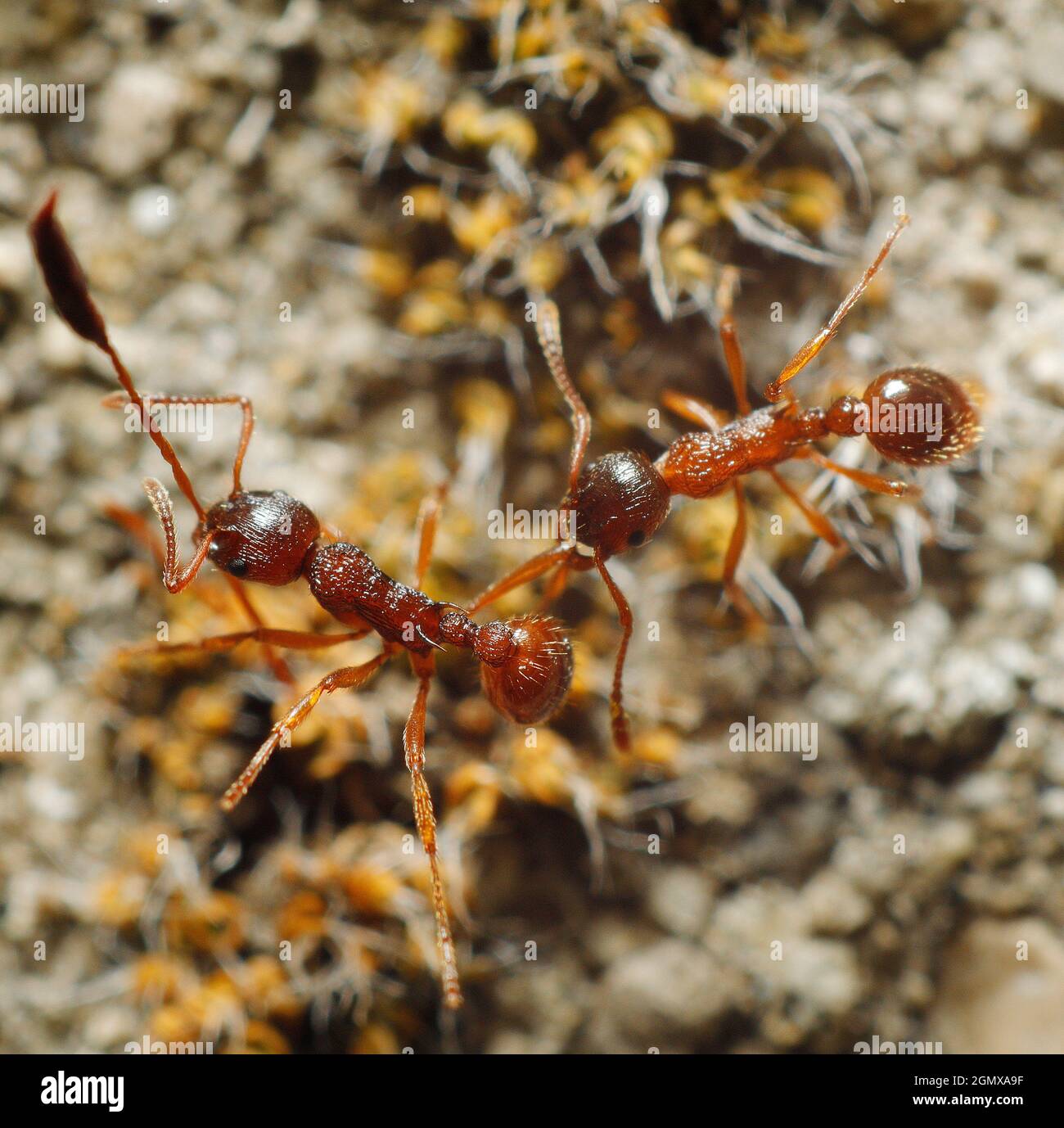 Ant spiracle hi-res stock photography and images - Alamy