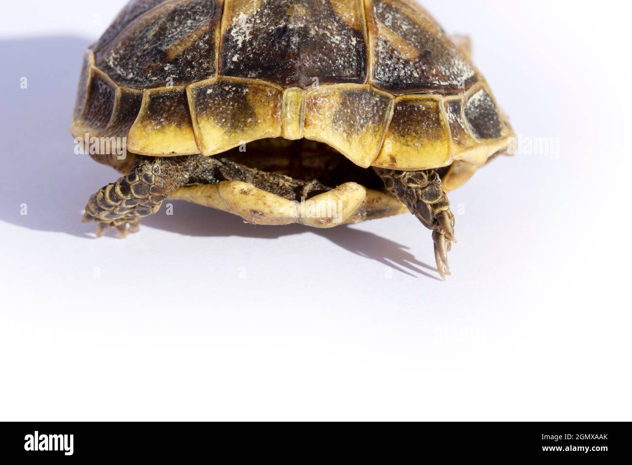 dead turtle on a white background Stock Photo - Alamy