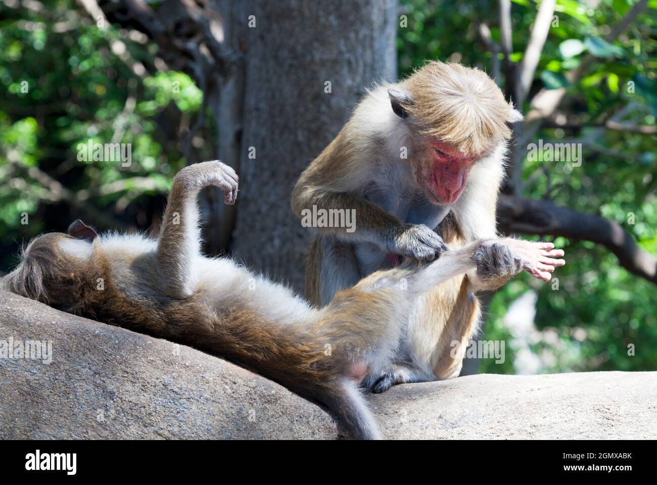 Dambulla, Sri Lanka - 11 February 2014; Toque Macaques are intensely ...