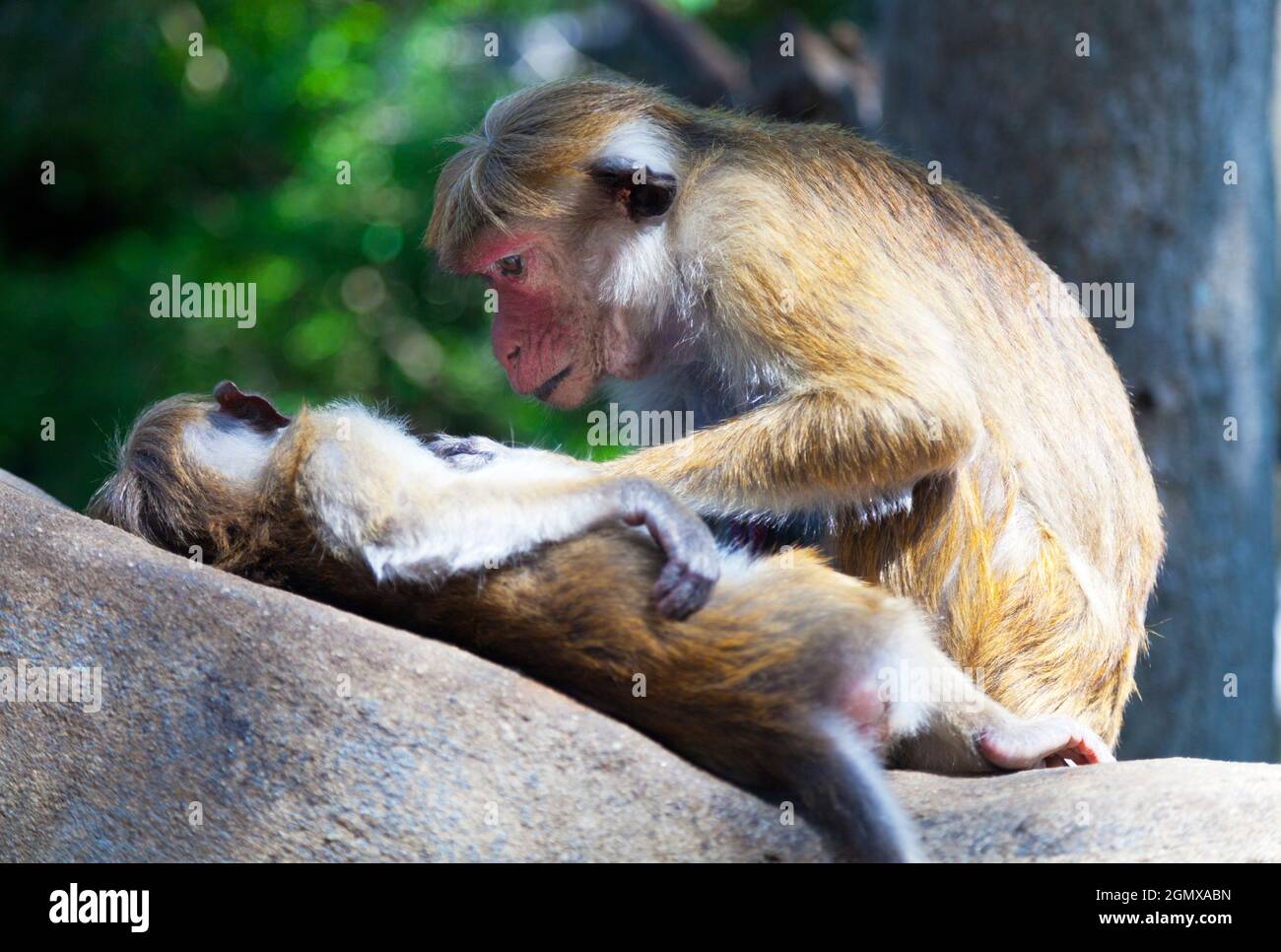 Dambulla, Sri Lanka - 11 February 2014; Toque Macaques are intensely ...
