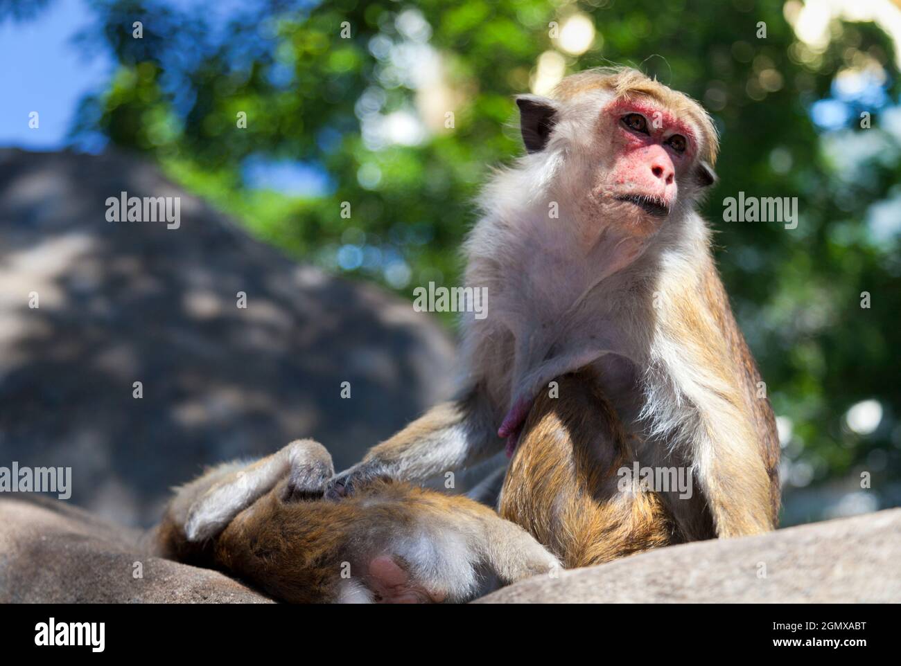 Macaque tool use hi-res stock photography and images - Alamy