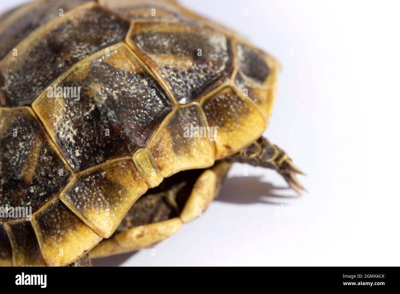 Dead turtle shot hi-res stock photography and images - Alamy