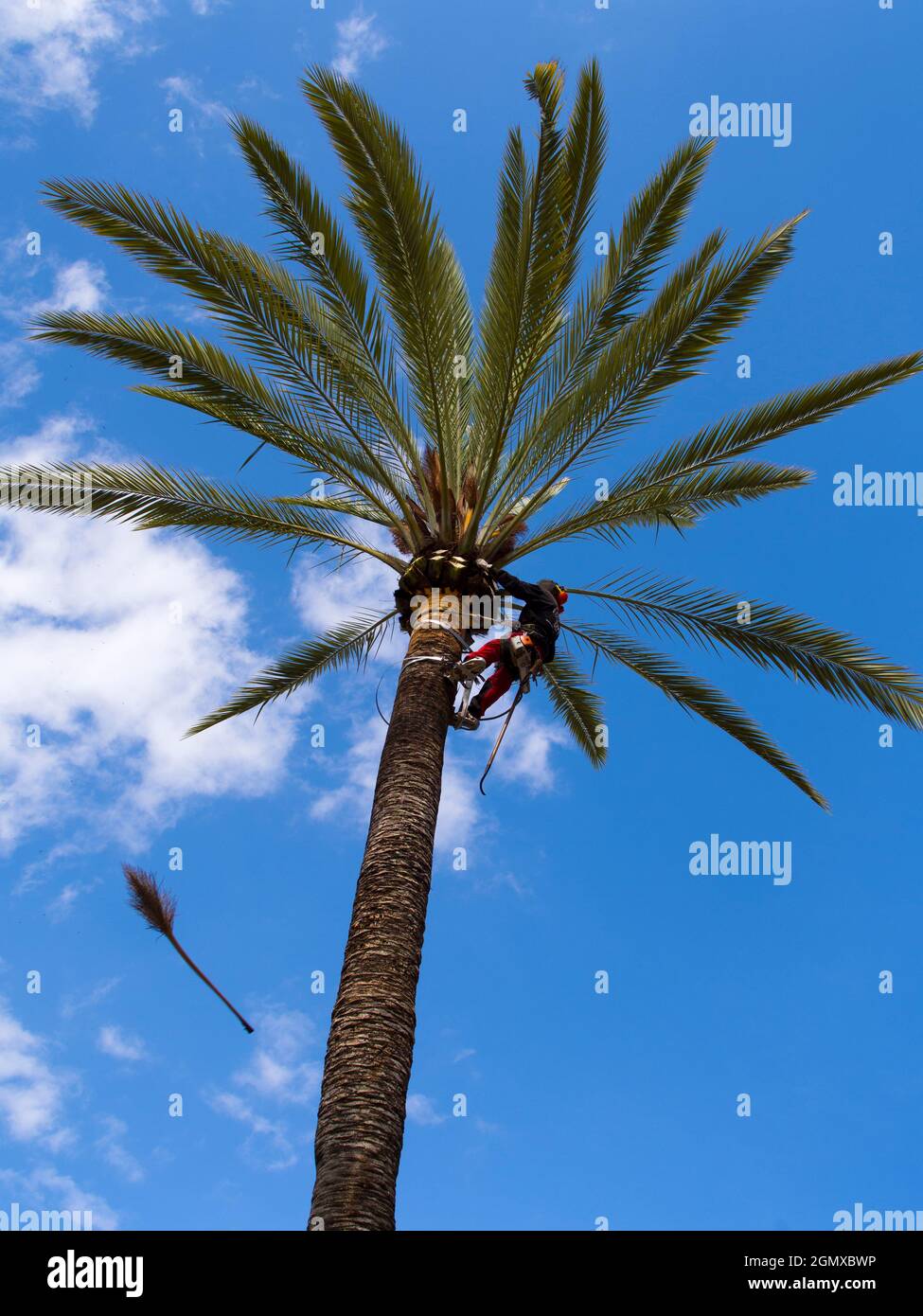 Palm frond hanging hi-res stock photography and images - Alamy