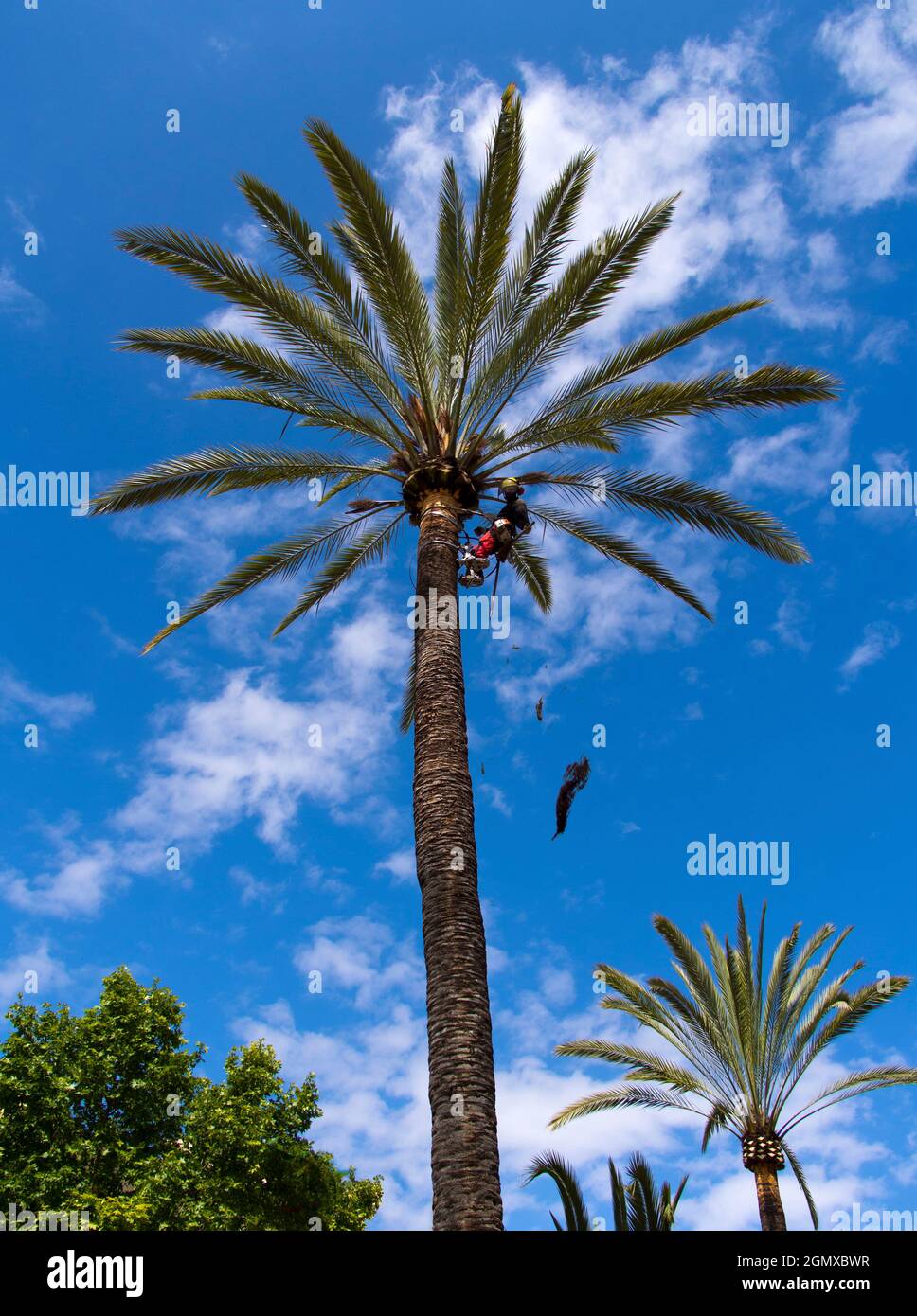 Palm frond hanging hi-res stock photography and images - Alamy