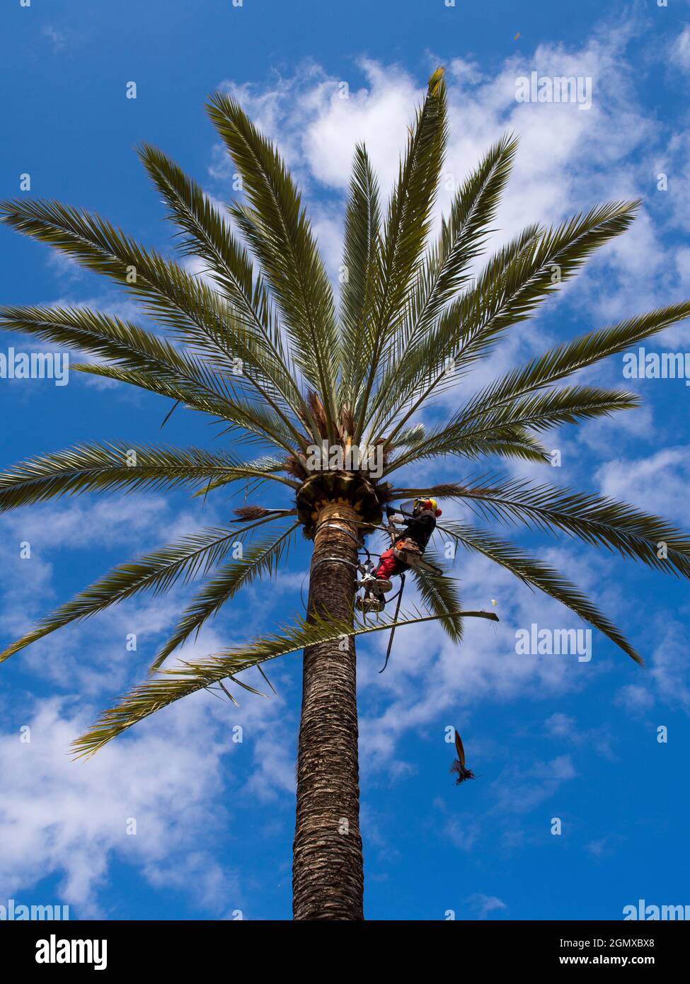 Palm frond hanging hi-res stock photography and images - Alamy
