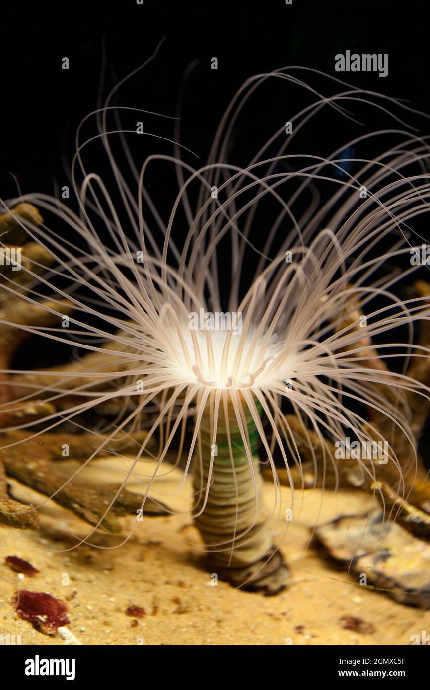 Sea anemones are a group of water-dwelling, predatory animals of the ...