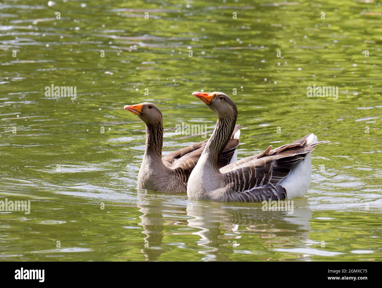 The common Greylag goose (Anser anser) is a bird in the waterfowl ...