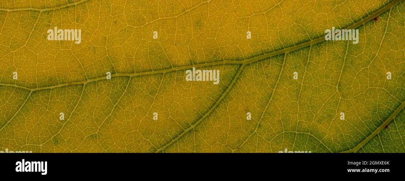 Dead yellow and green banner of leaf texture with veins and dark ...